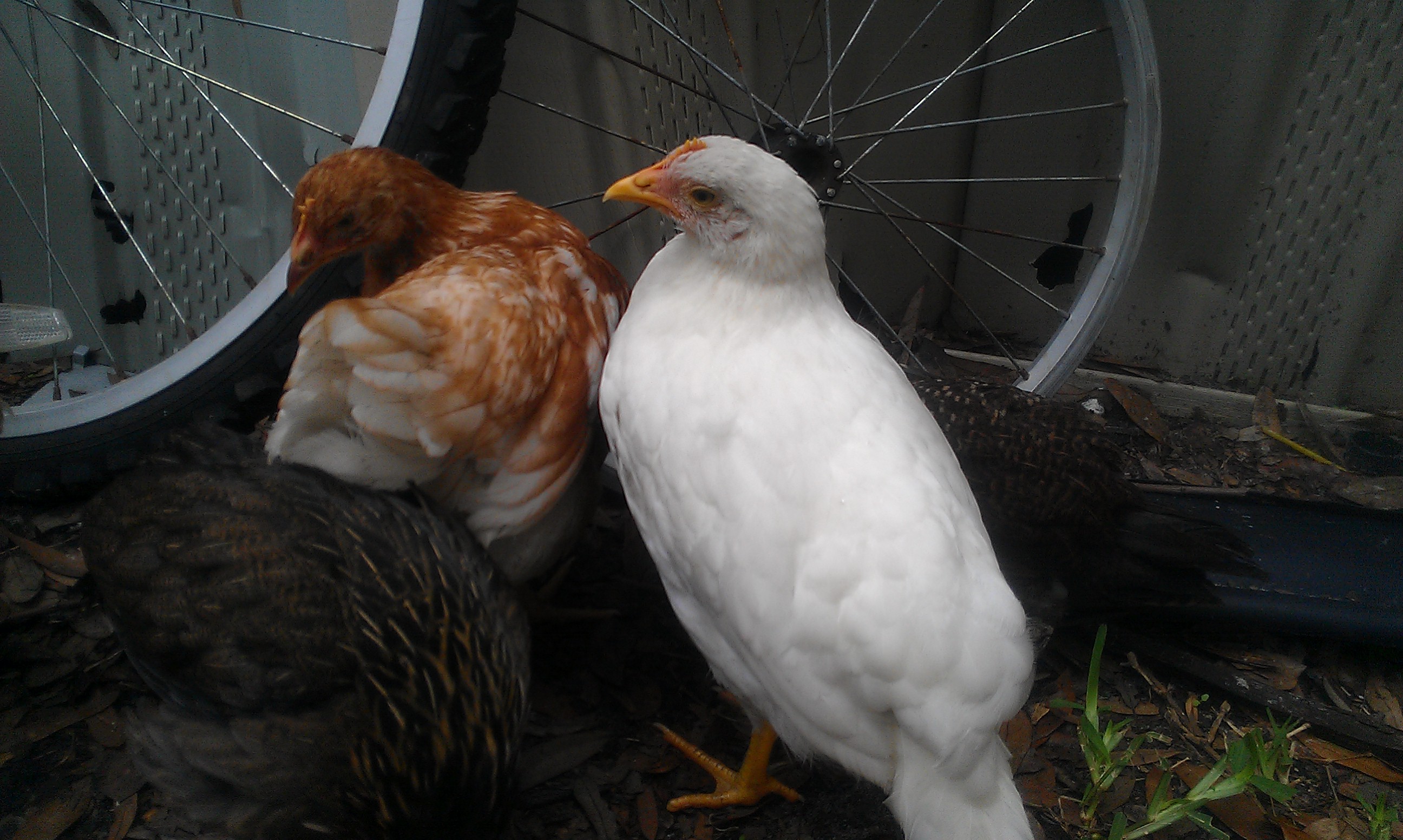 my leg horn! | BackYard Chickens - Learn How to Raise Chickens