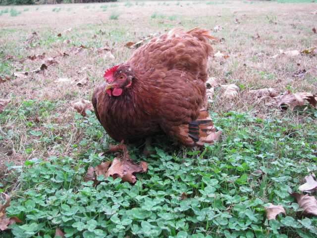 My little Ladybug! | BackYard Chickens - Learn How to Raise Chickens