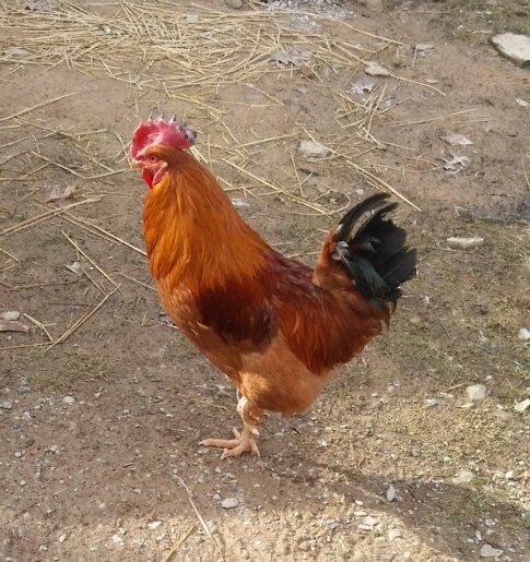 My rooster | BackYard Chickens - Learn How to Raise Chickens