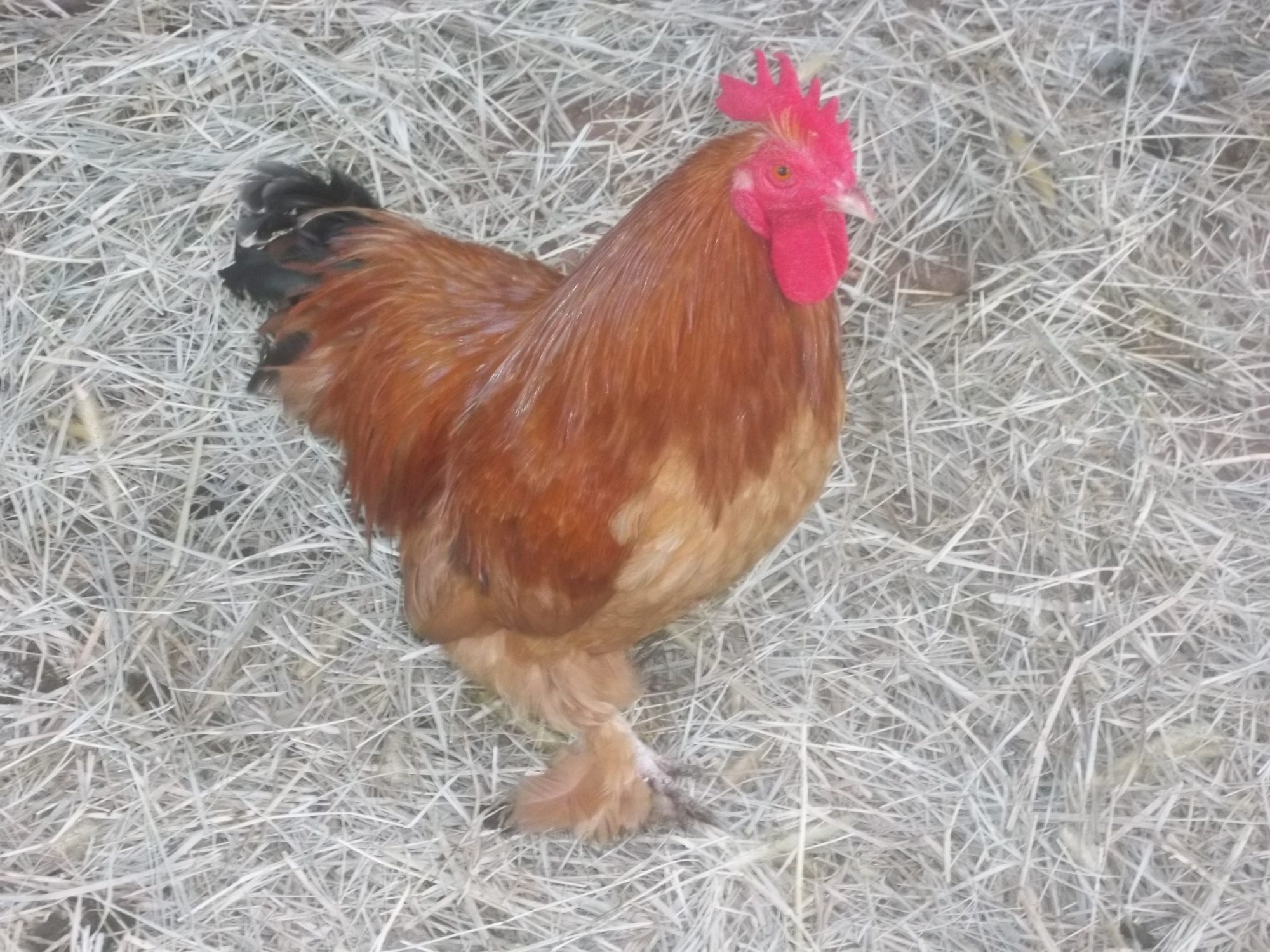 My rooster | BackYard Chickens - Learn How to Raise Chickens