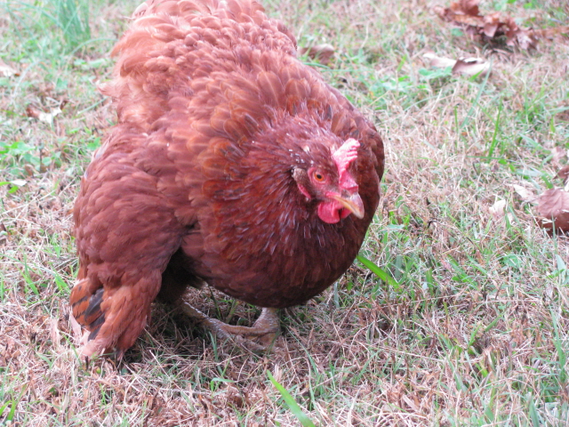 My sweet little Ladybug! | BackYard Chickens - Learn How to Raise Chickens
