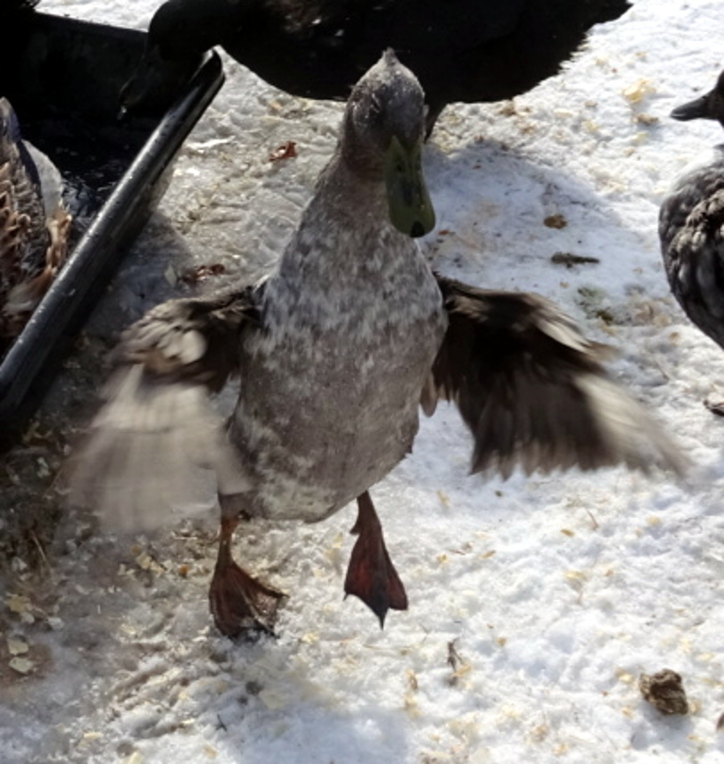 Mystique sporting her Mohawk | BackYard Chickens - Learn How to Raise ...