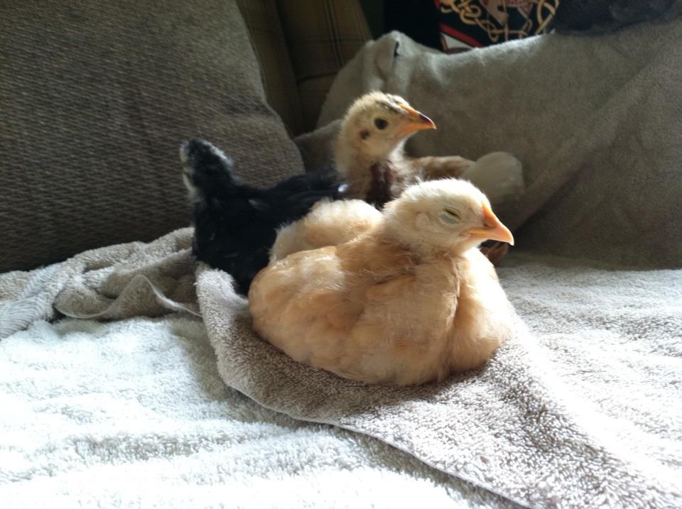 Nap | BackYard Chickens - Learn How to Raise Chickens