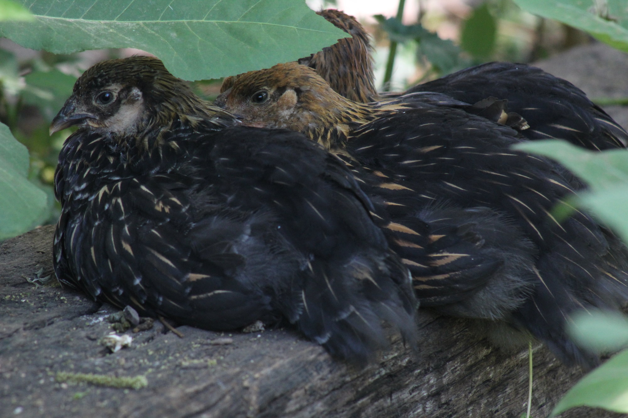 Napping_6wks | BackYard Chickens - Learn How to Raise Chickens