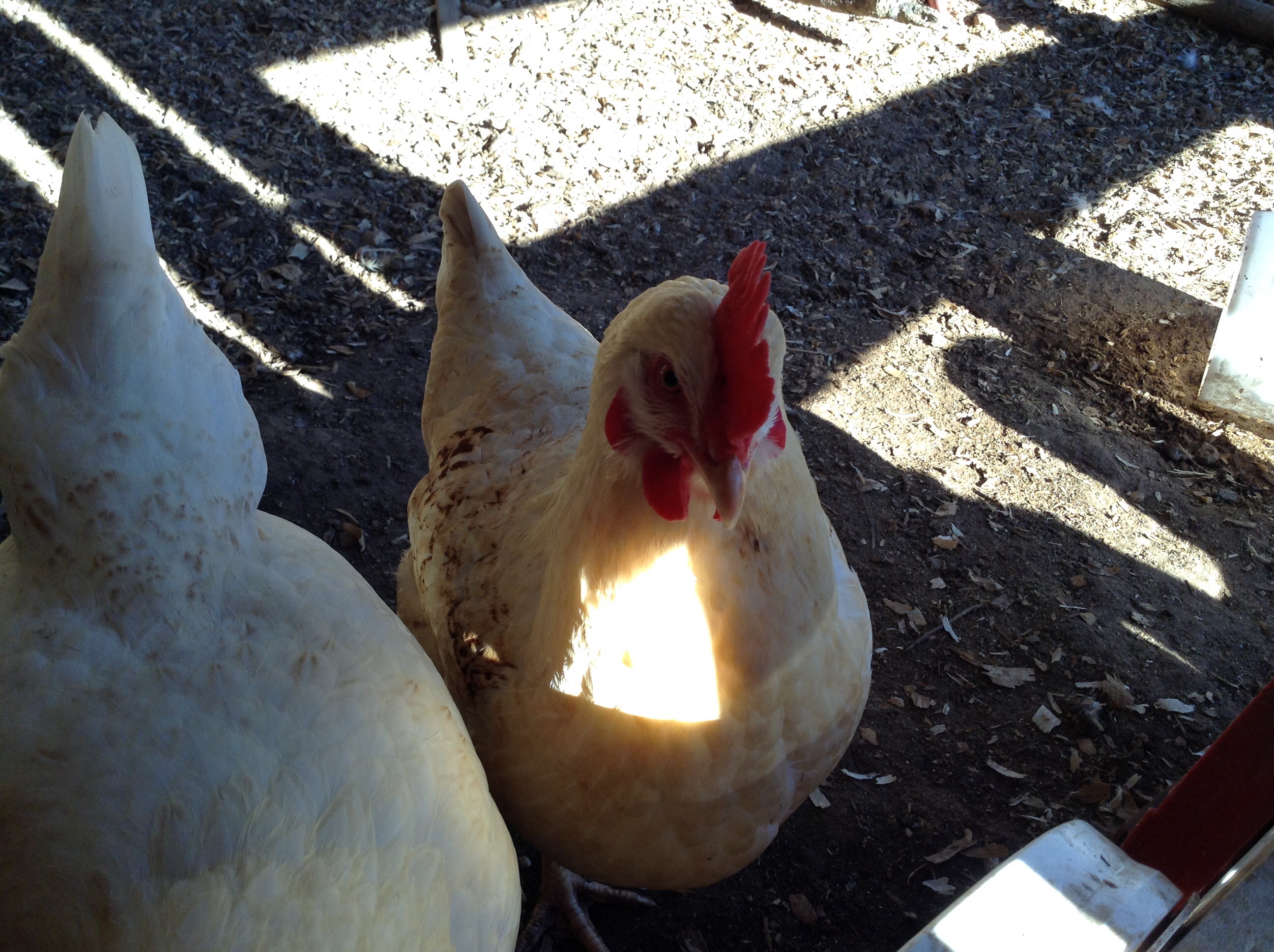 Nellie looking suspicious | BackYard Chickens - Learn How to Raise Chickens