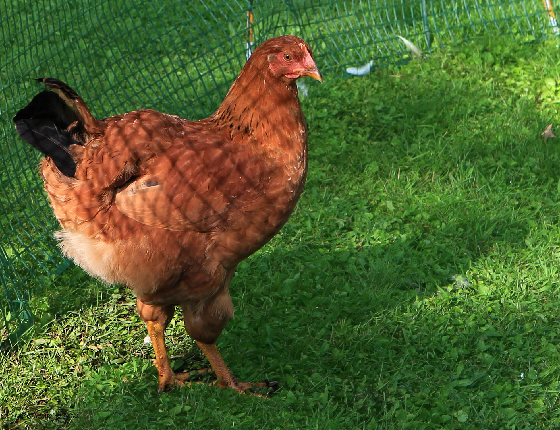 NH. Red standing tall. | BackYard Chickens - Learn How to Raise Chickens