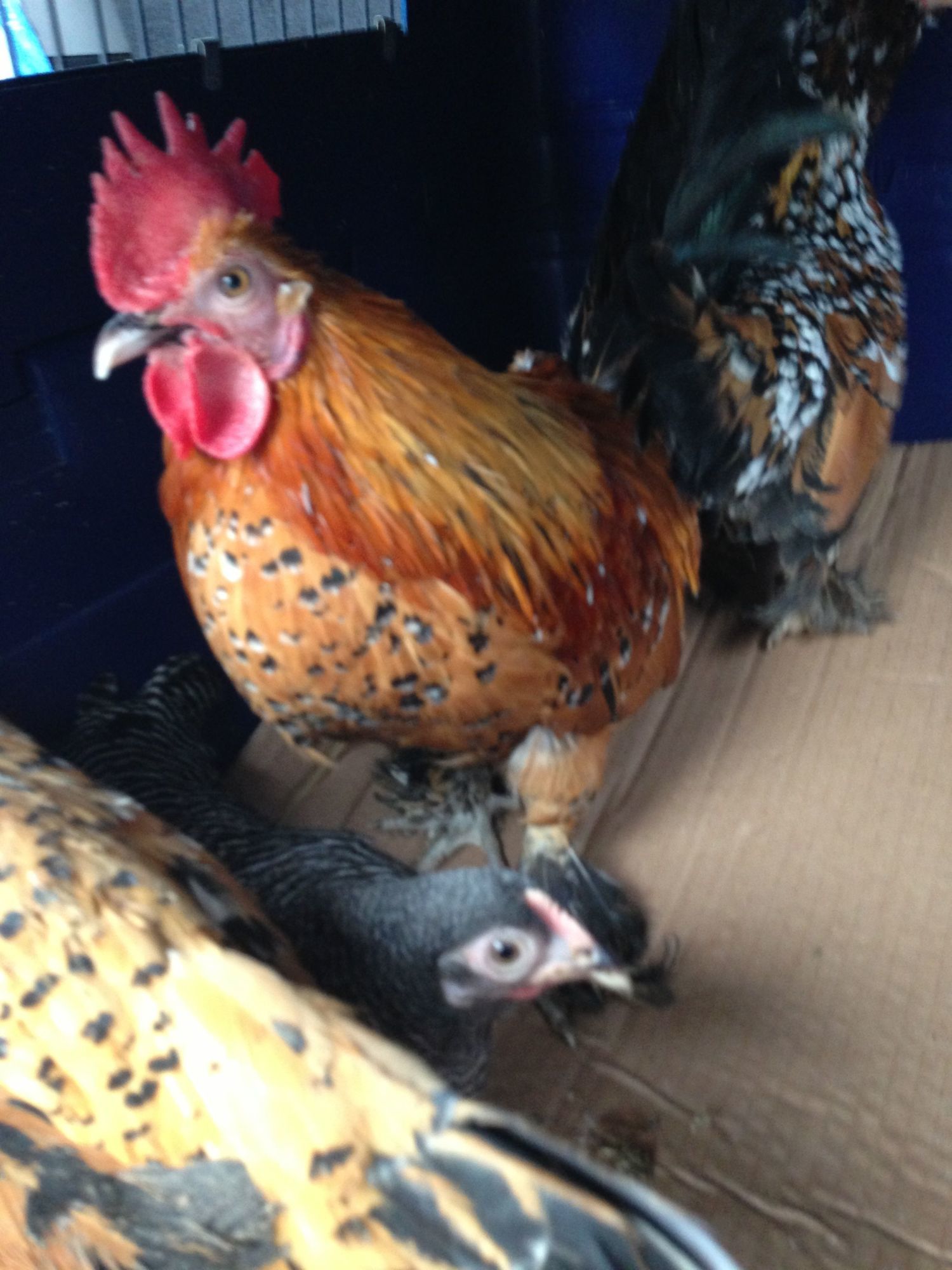 Nibbles with Callie. Ozzy and Coco | BackYard Chickens - Learn How to ...