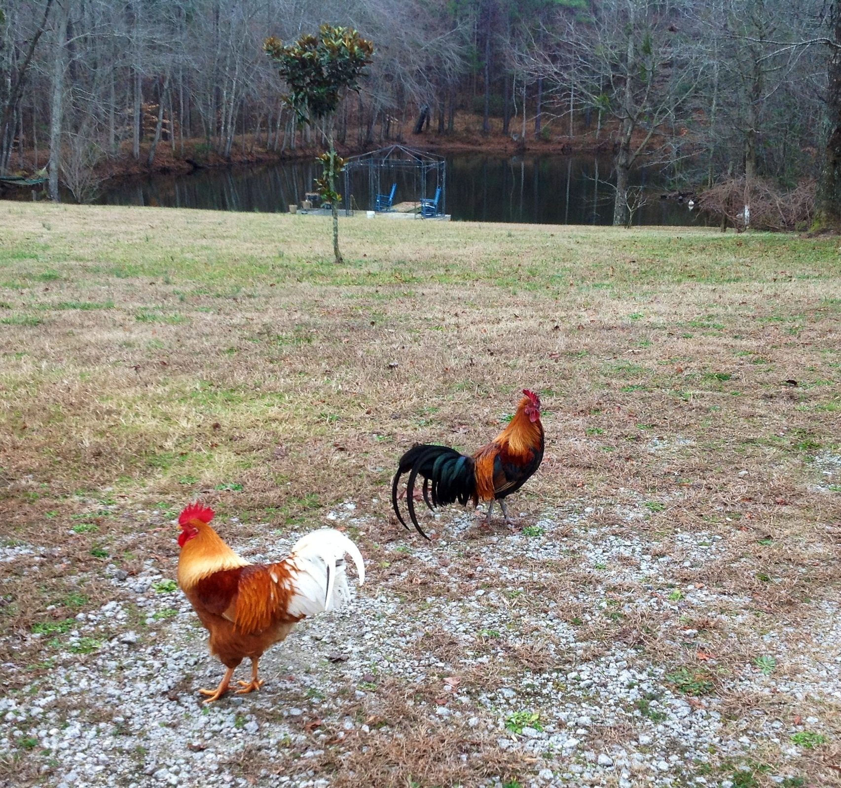 Nice farm with pond. | BackYard Chickens - Learn How to Raise Chickens