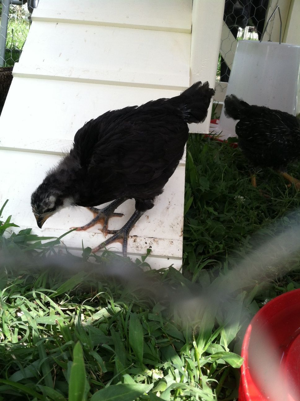 Nugget, the Australorp | BackYard Chickens - Learn How to Raise Chickens
