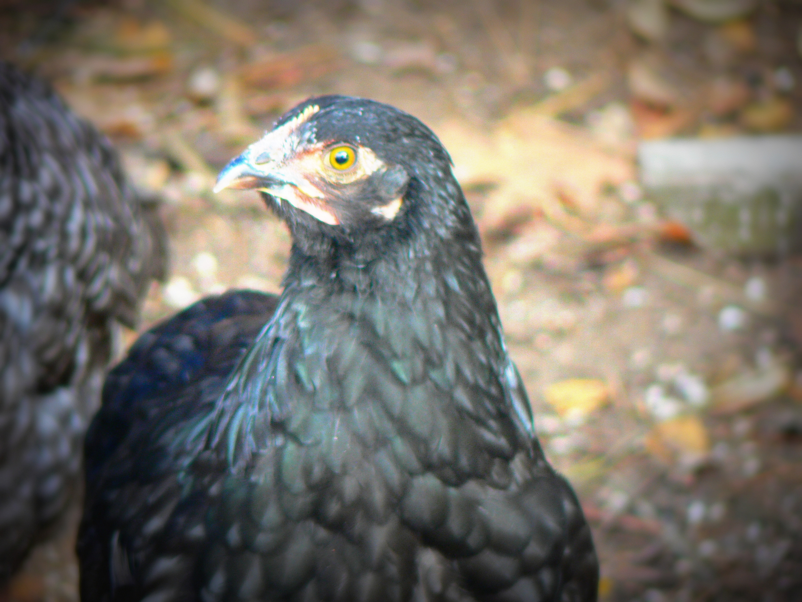 Oct Miss Hawk eye | BackYard Chickens - Learn How to Raise Chickens