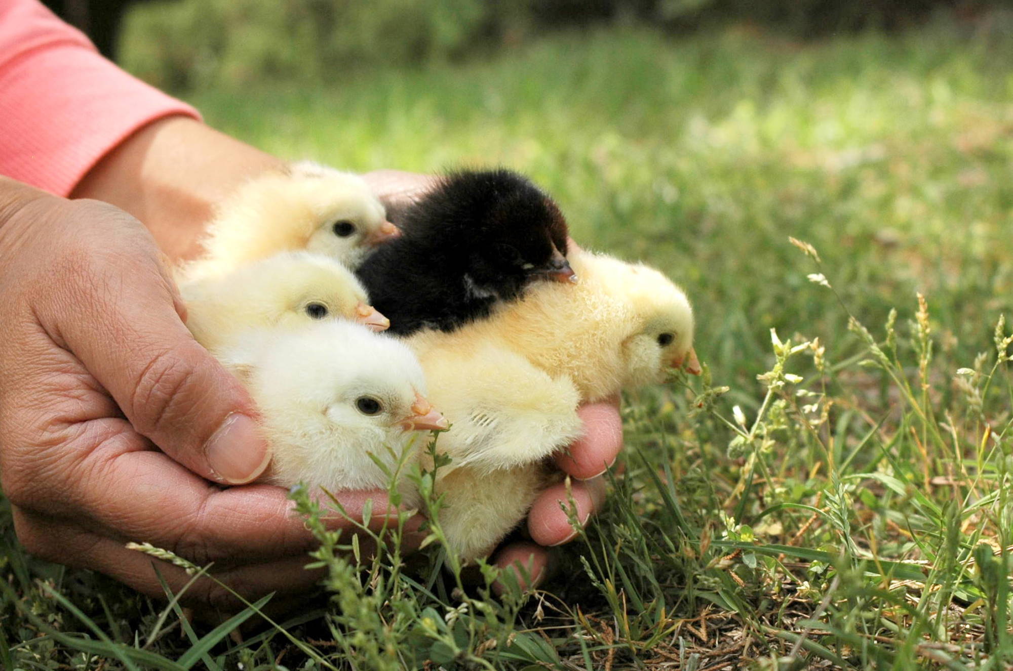 OE chicks | BackYard Chickens - Learn How to Raise Chickens