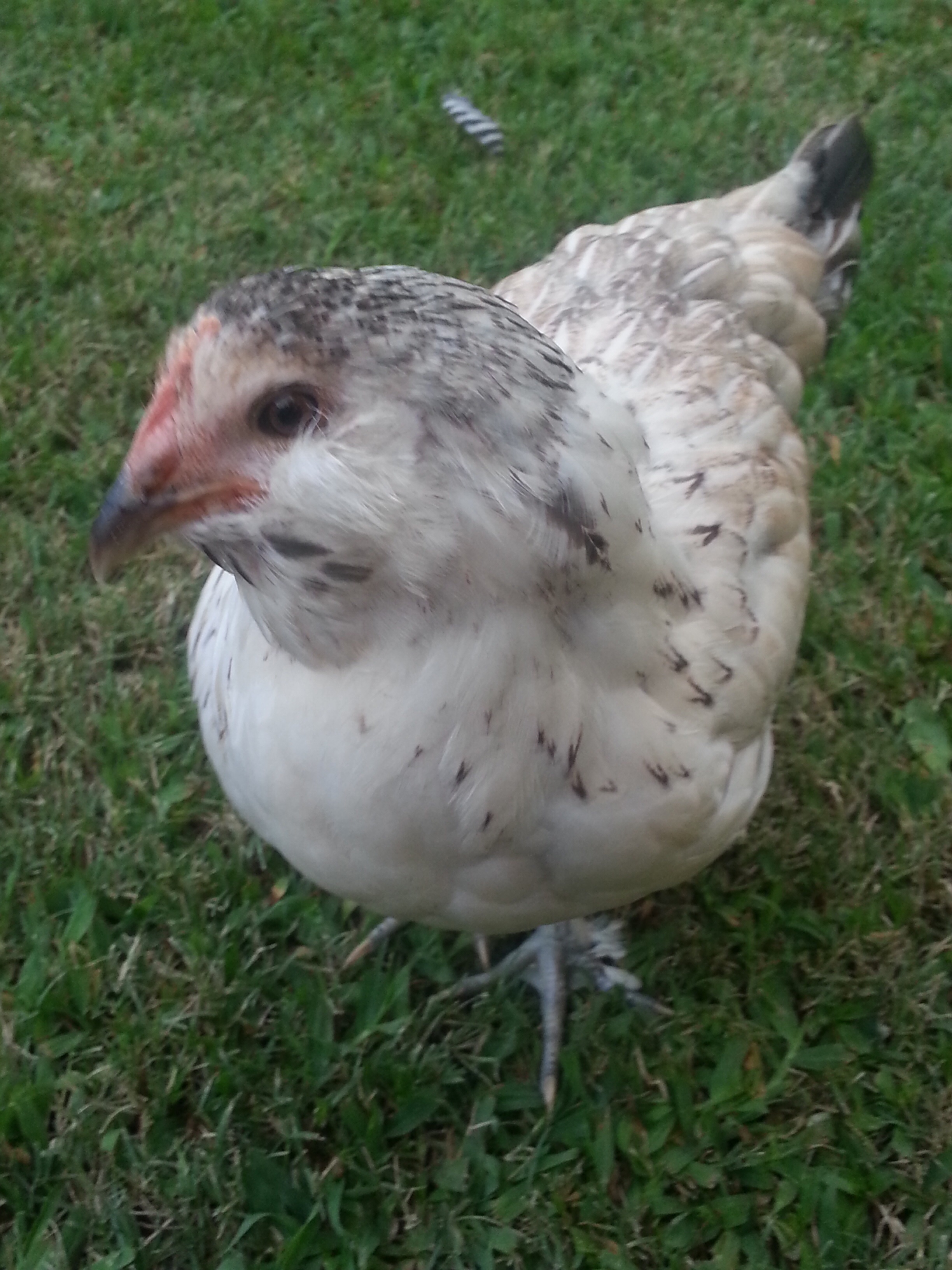 OE | BackYard Chickens - Learn How to Raise Chickens