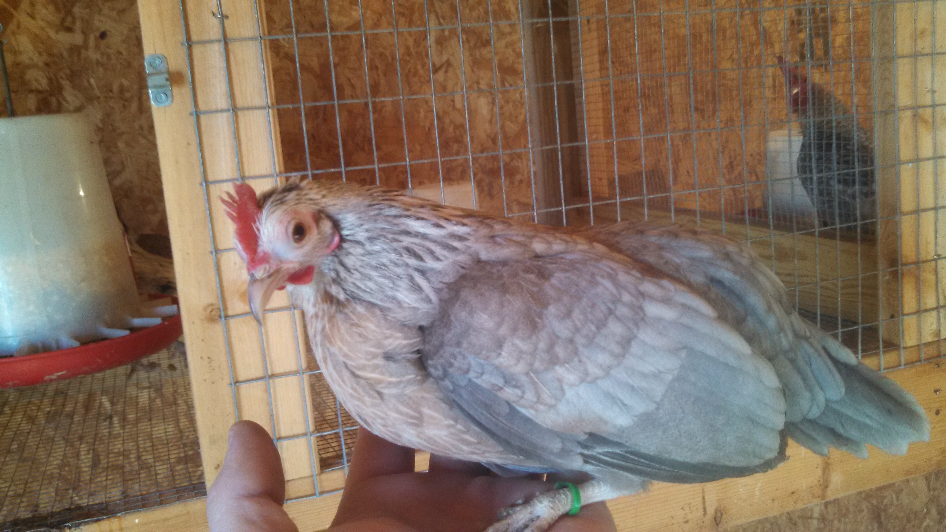 Oegb Silver blue duckwing | BackYard Chickens - Learn How to Raise Chickens