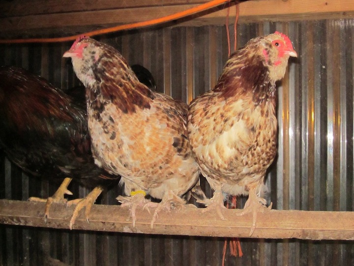 off color hens, Hatchery Faverolles | BackYard Chickens - Learn How to ...