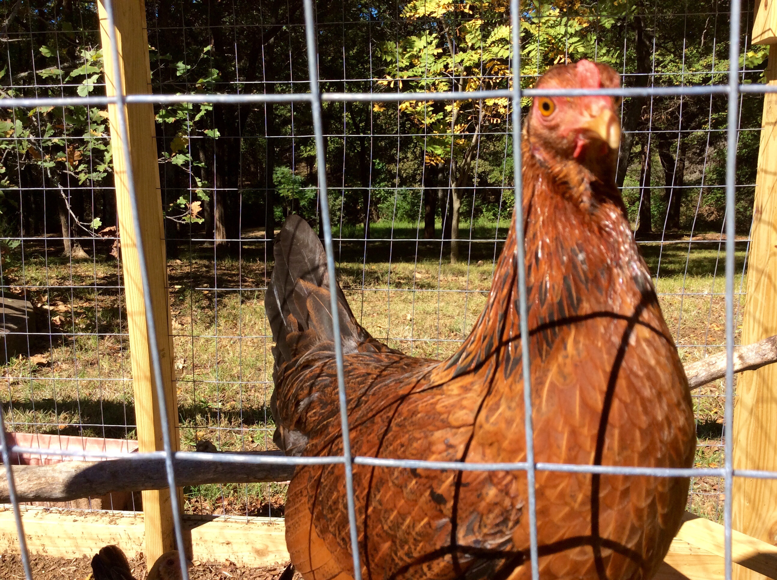 Old Yellow legs! | BackYard Chickens - Learn How to Raise Chickens