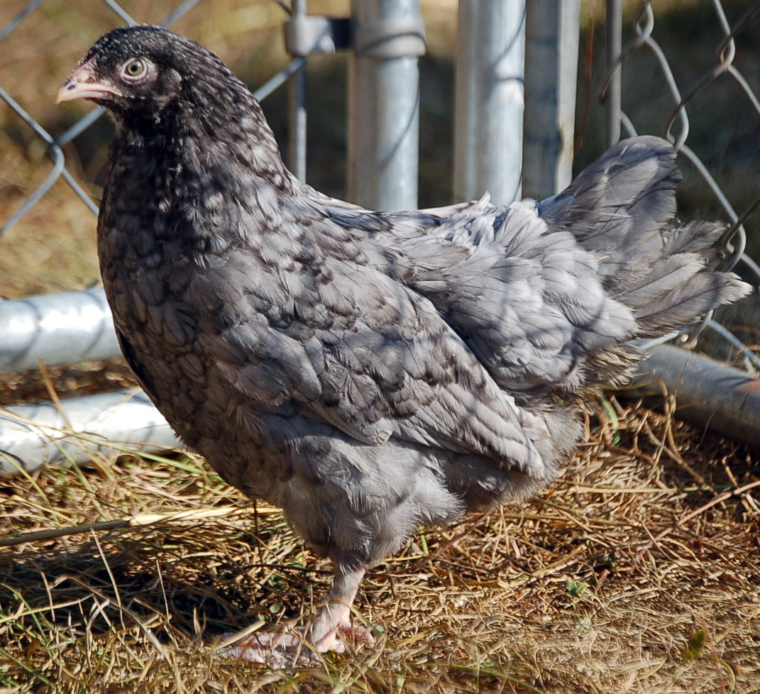Olive Egger pullet | BackYard Chickens - Learn How to Raise Chickens