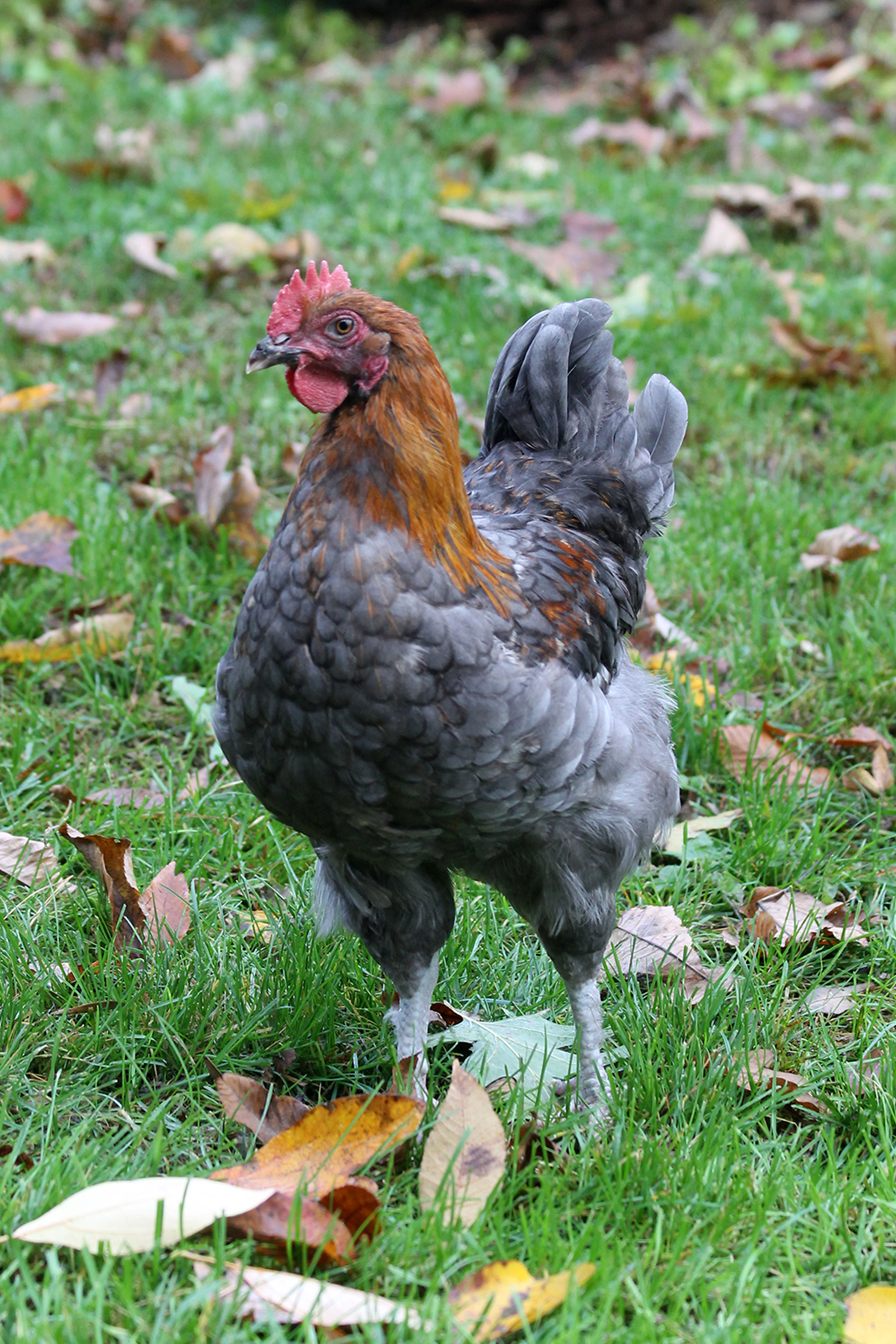 Ollie | BackYard Chickens - Learn How to Raise Chickens