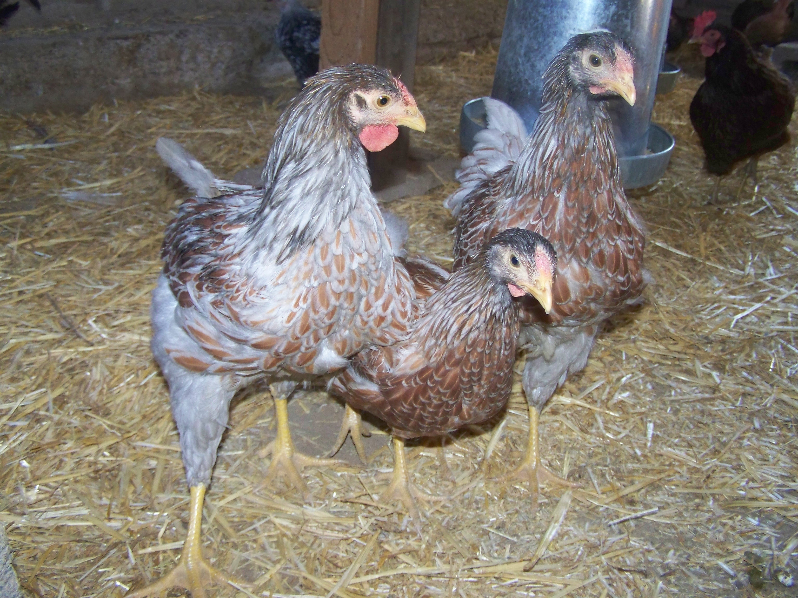 One rooster and his two pullets. | BackYard Chickens - Learn How to ...
