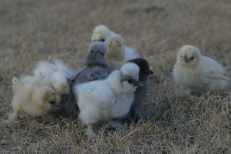 One week old Silkie chicks | BackYard Chickens - Learn How to Raise ...