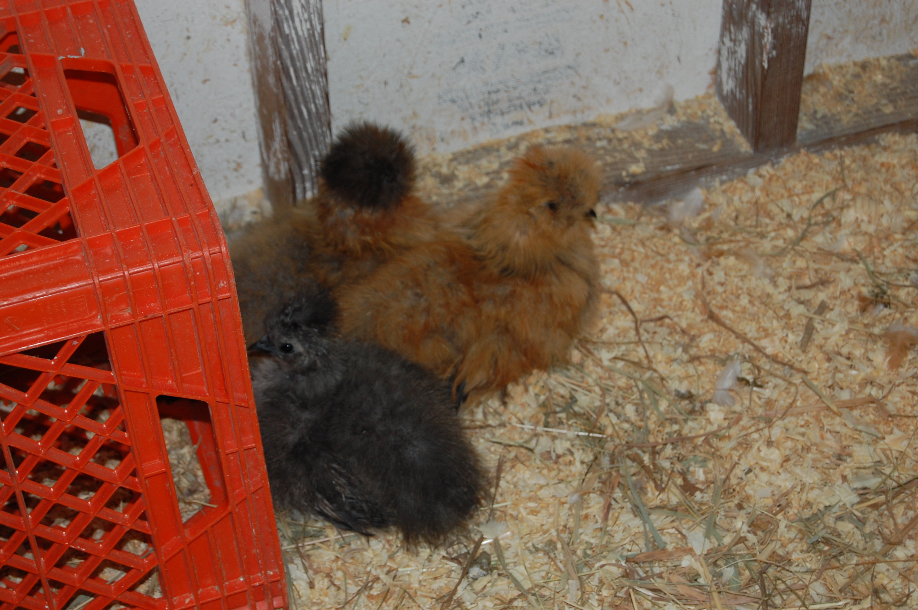 Onyx, Tweety, and Ozzy | BackYard Chickens - Learn How to Raise Chickens