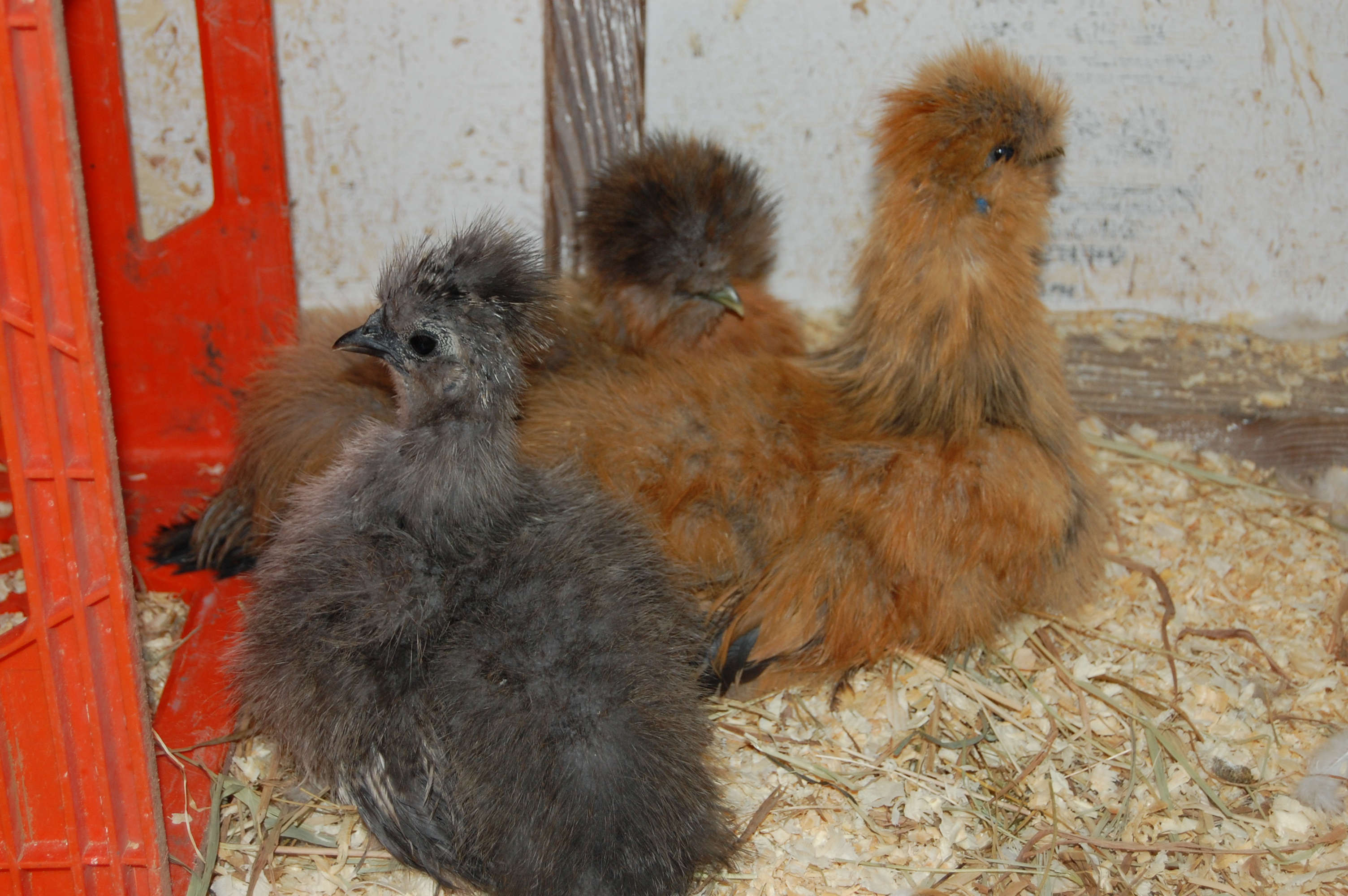 Onyx, Tweety, and Ozzy | BackYard Chickens - Learn How to Raise Chickens