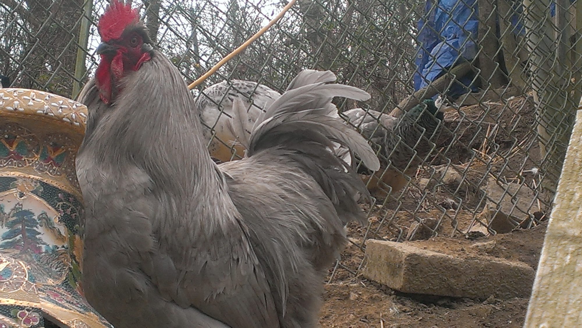 Oscar , lavender Buff Orphanton. So tame! | BackYard Chickens - Learn ...