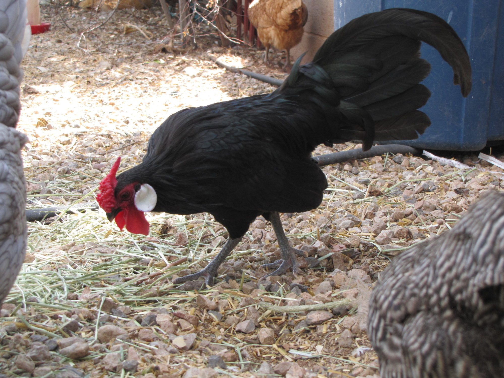 Oscar the Rosecomb Bantam Rooster | BackYard Chickens - Learn How to ...