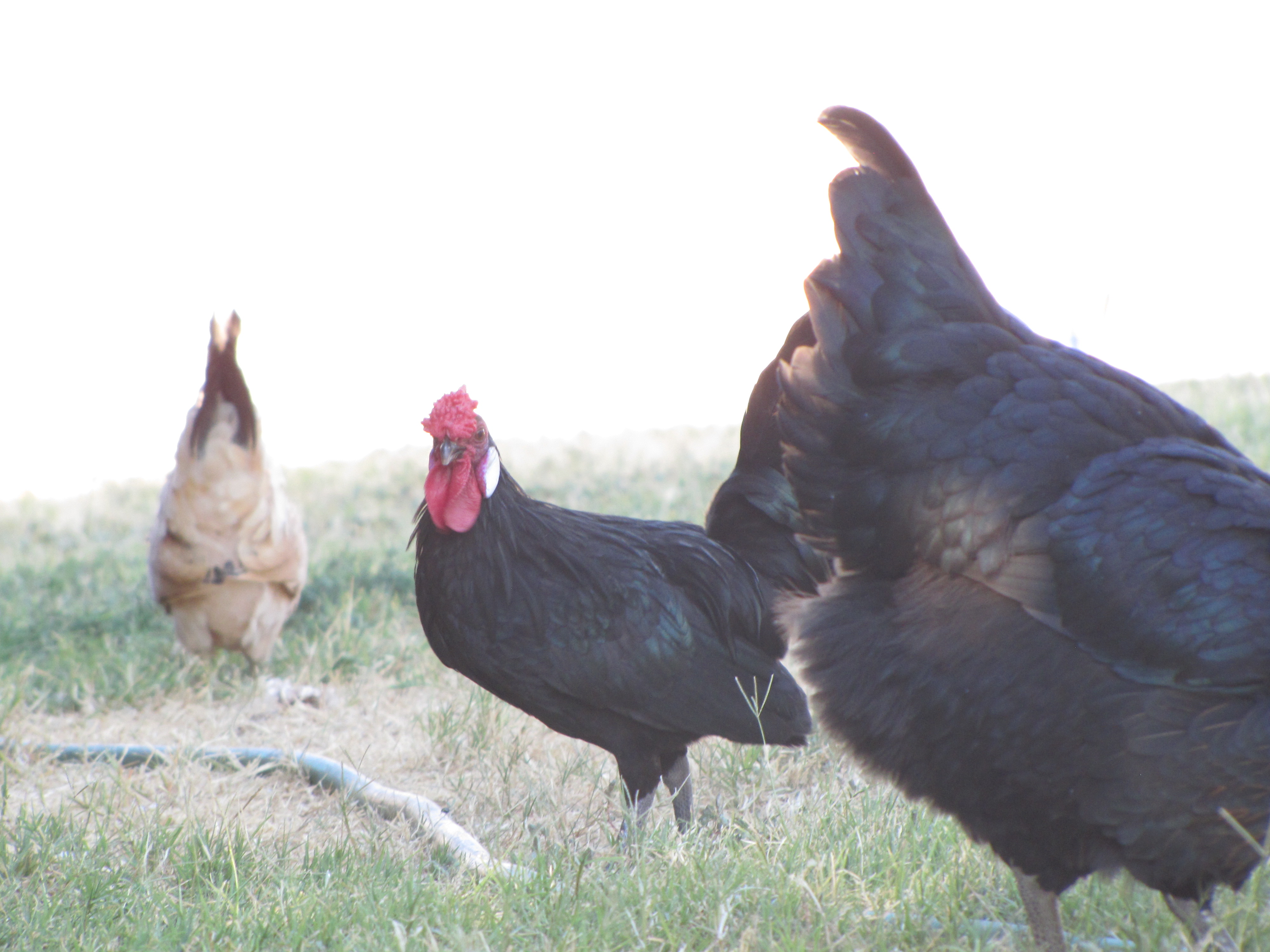 Oscar the Rosecomb Bantam Rooster | BackYard Chickens - Learn How to ...