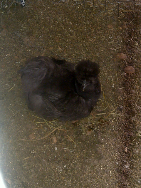 Our black silkie hen-Midnight | BackYard Chickens - Learn How to Raise ...