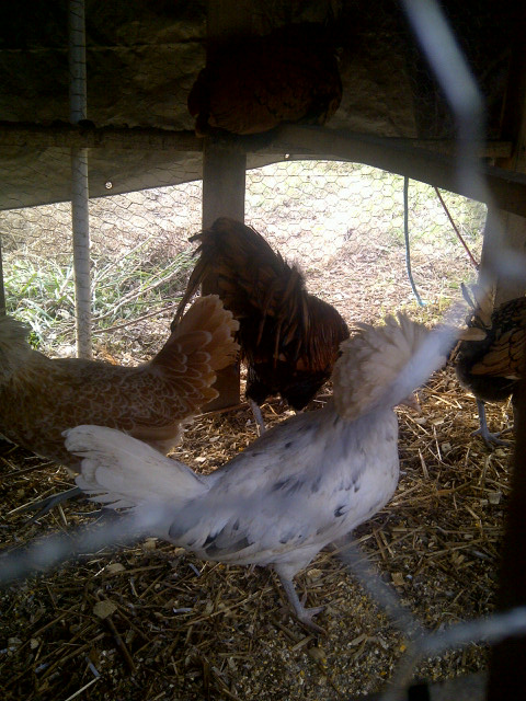 Our blue splash polish hen-Splash | BackYard Chickens - Learn How to ...