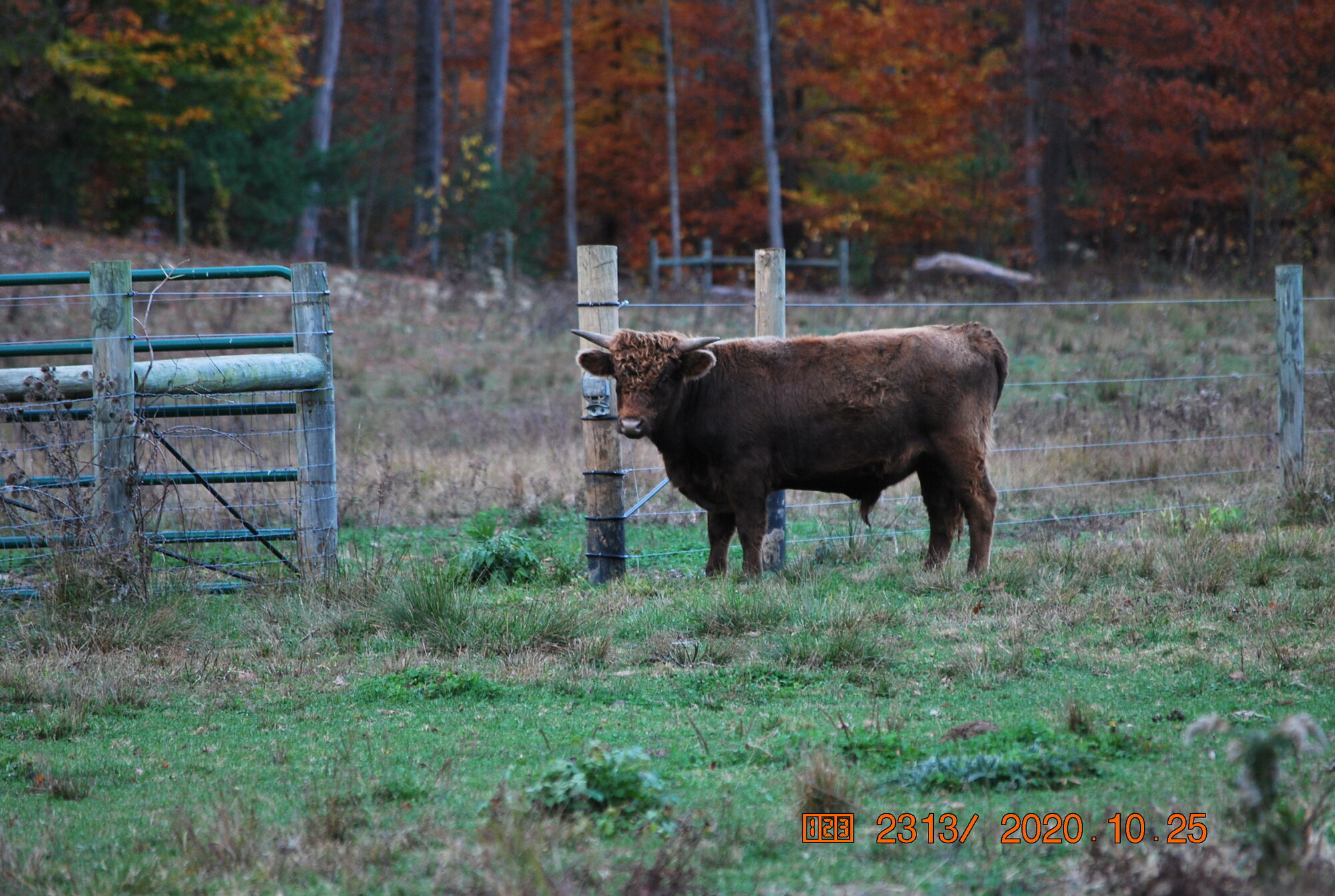 our bull named handsome | BackYard Chickens - Learn How to Raise Chickens