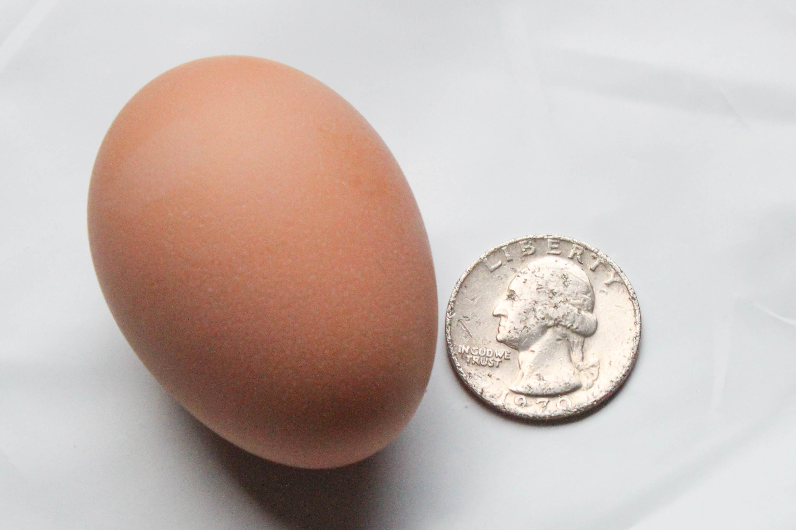 Our first egg! | BackYard Chickens - Learn How to Raise Chickens
