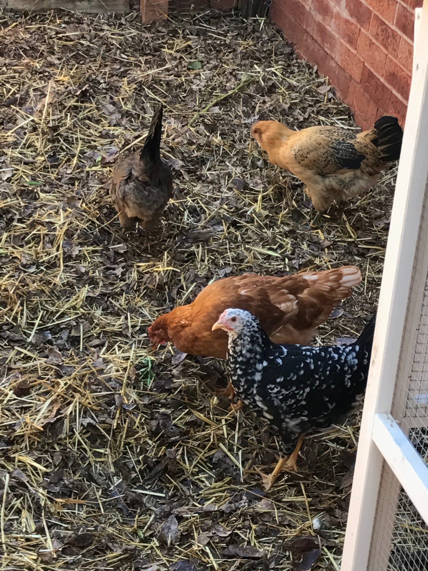 Our first flock of sweet pullets. | BackYard Chickens - Learn How to ...