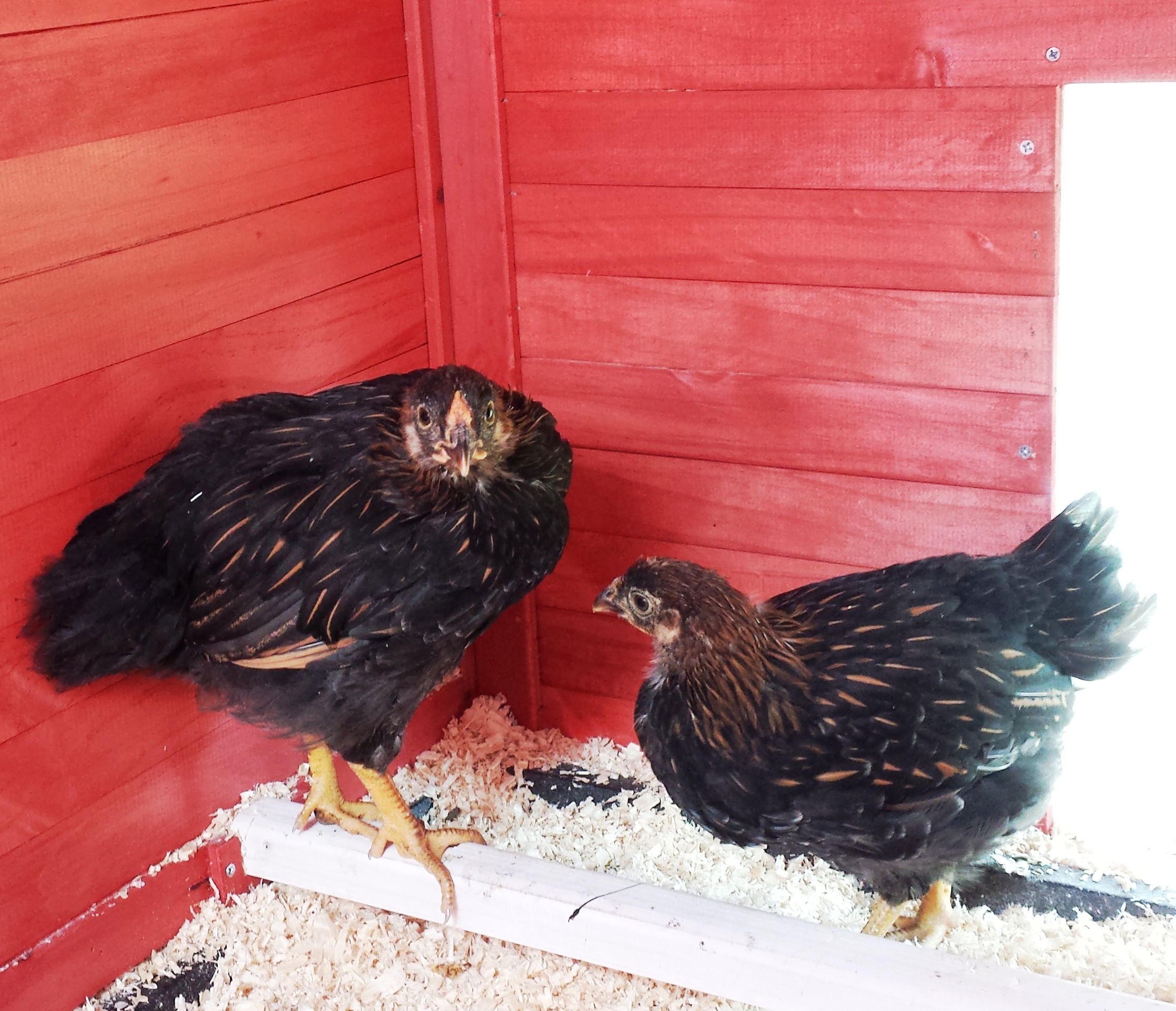 Our ladies at 6 weeks old :) | BackYard Chickens - Learn How to Raise ...