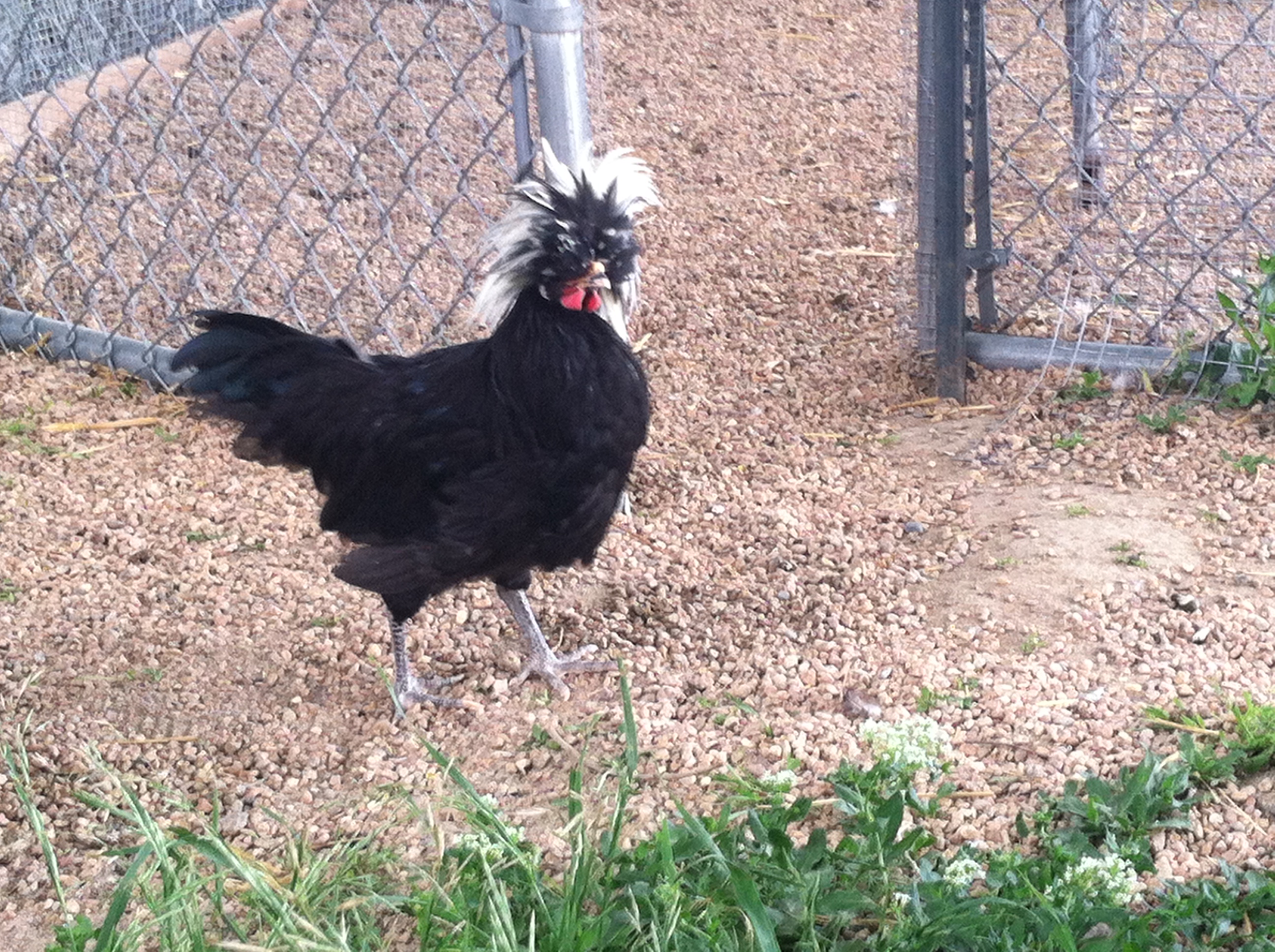Our Rooster, a White Crested Black Polish | BackYard Chickens - Learn ...