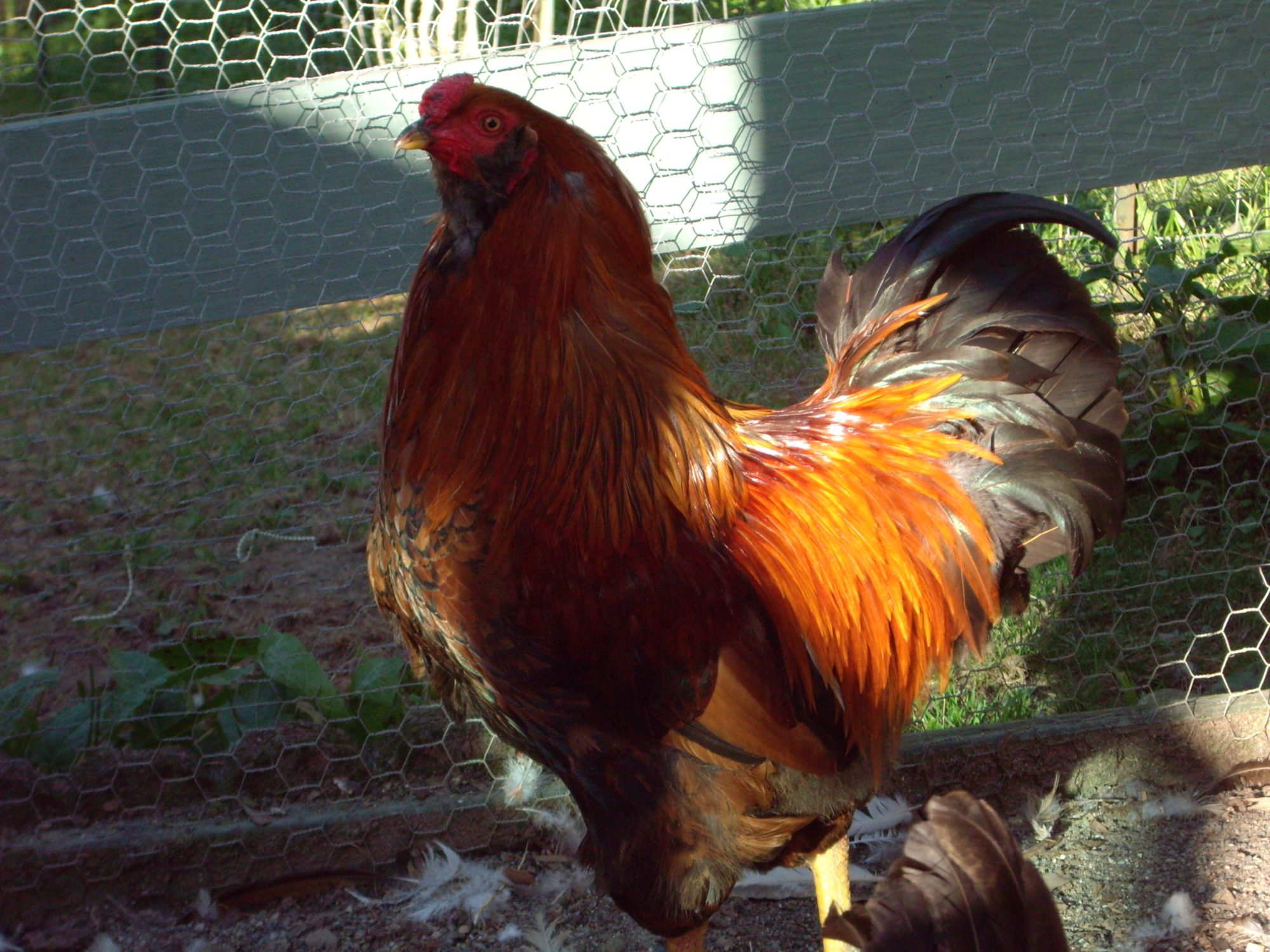 our rooster | BackYard Chickens - Learn How to Raise Chickens