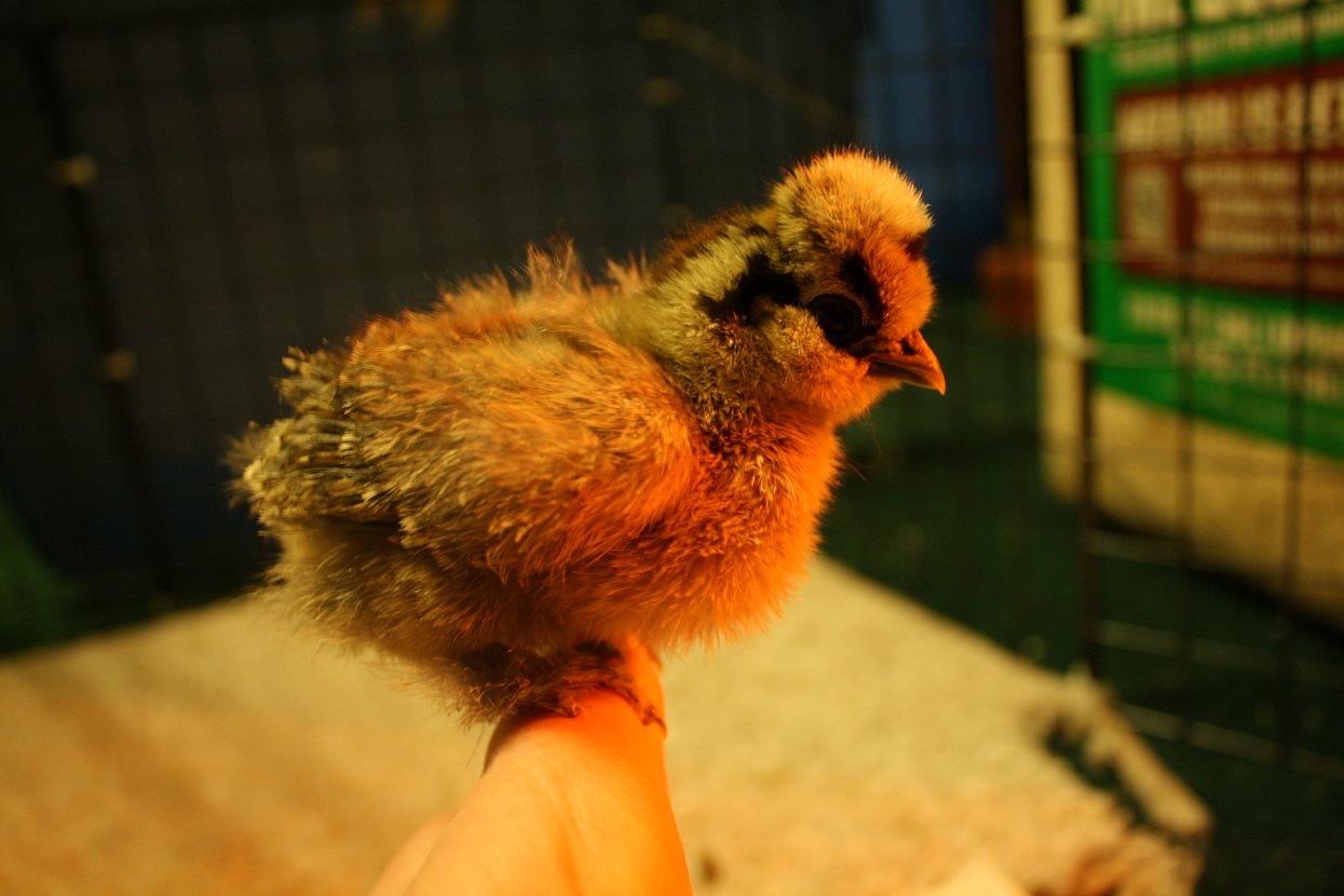 Partridge 1 | BackYard Chickens - Learn How to Raise Chickens