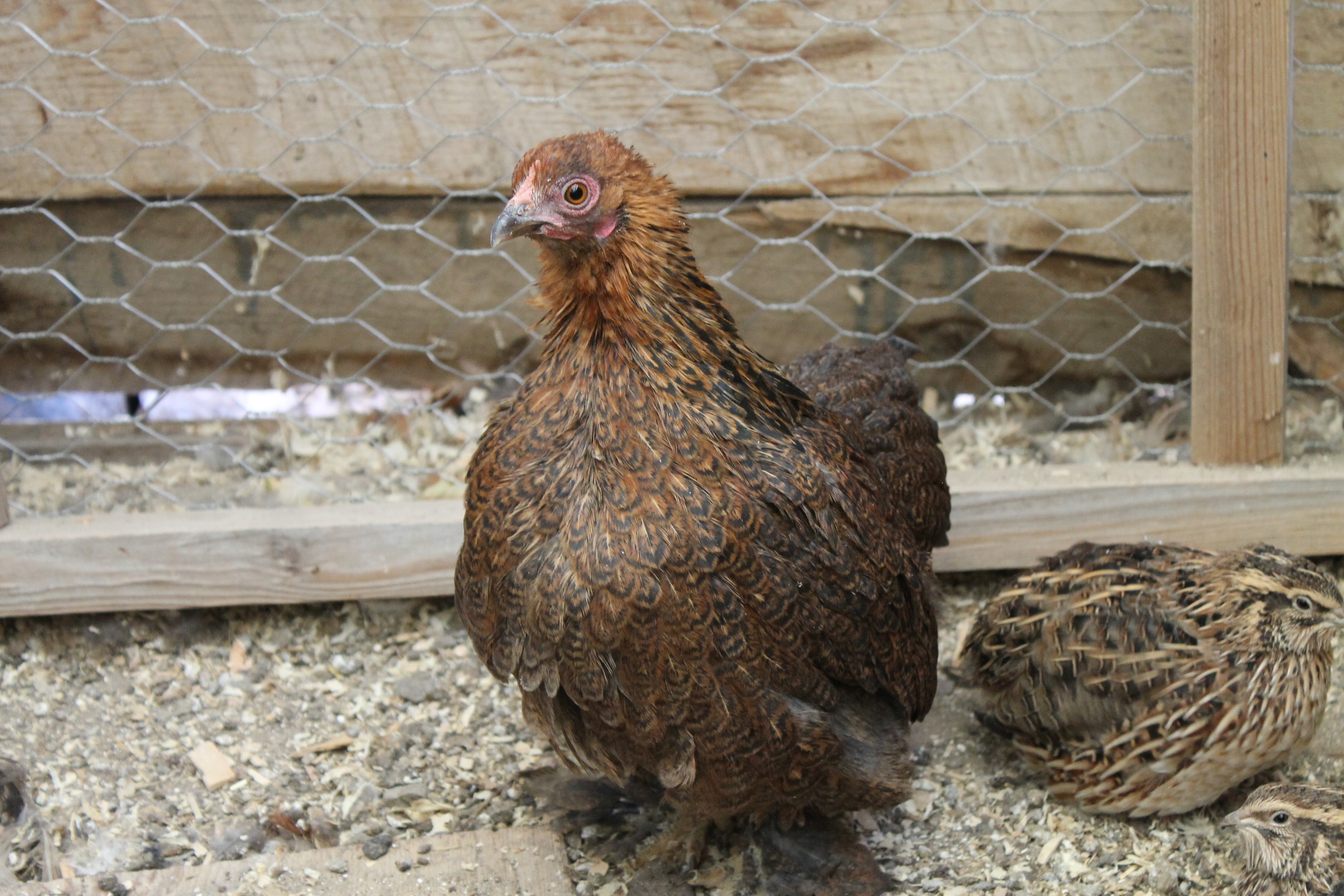 Partridge Cochin Bantam pullet | BackYard Chickens - Learn How to Raise ...