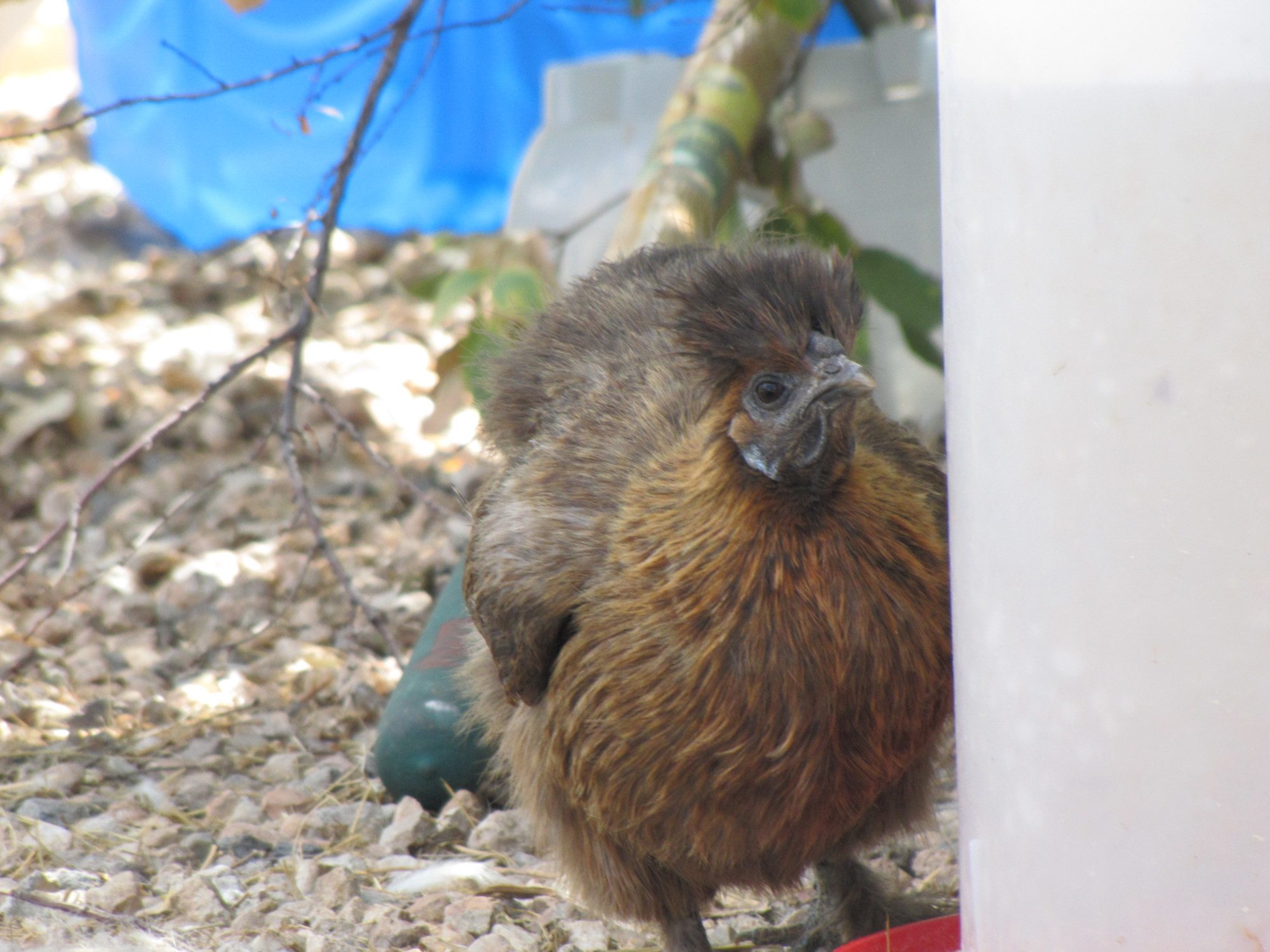 Partridge Silkie Bantam | BackYard Chickens - Learn How to Raise Chickens