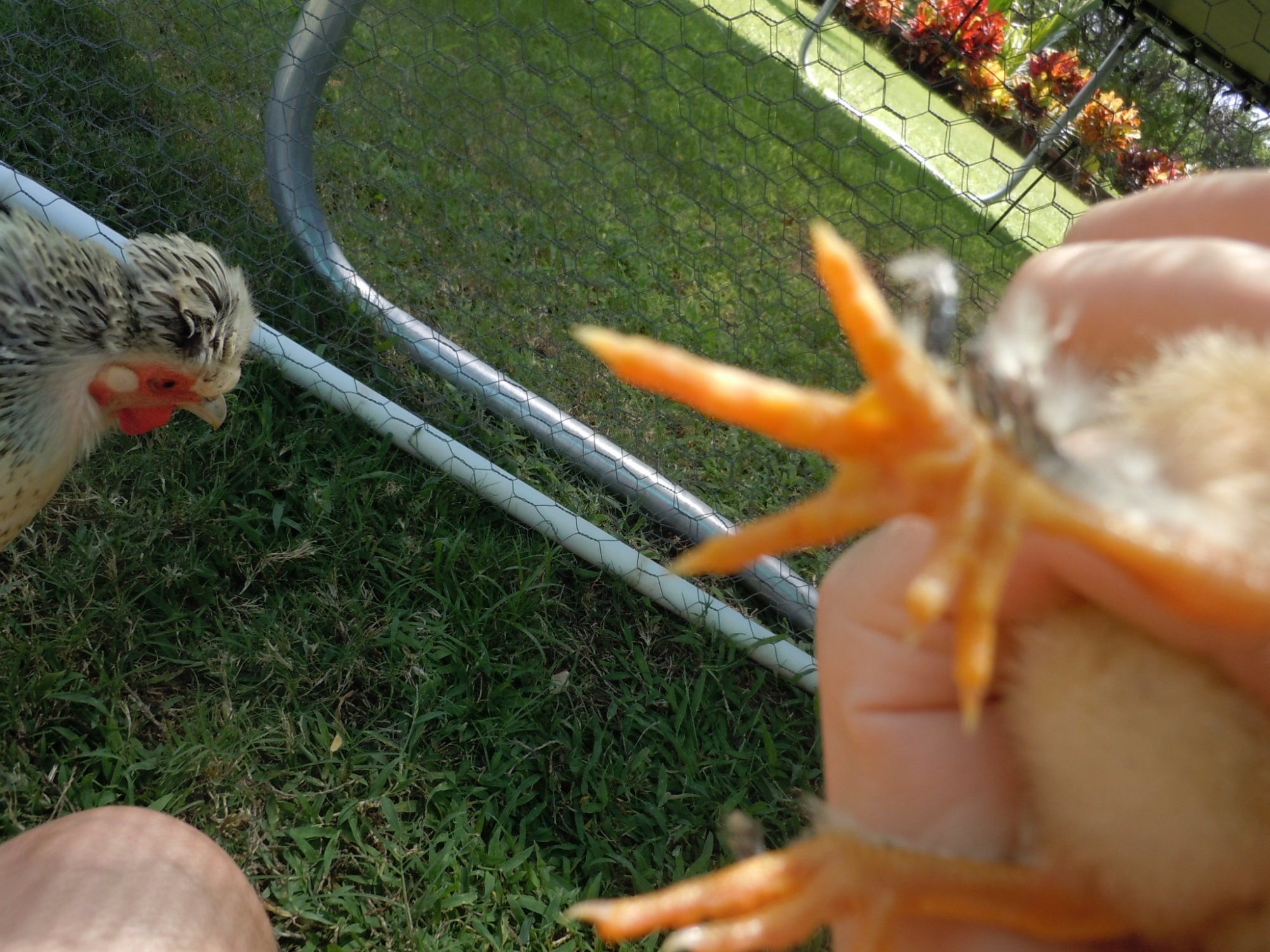Peanut also has a extra toe. | BackYard Chickens - Learn How to Raise ...
