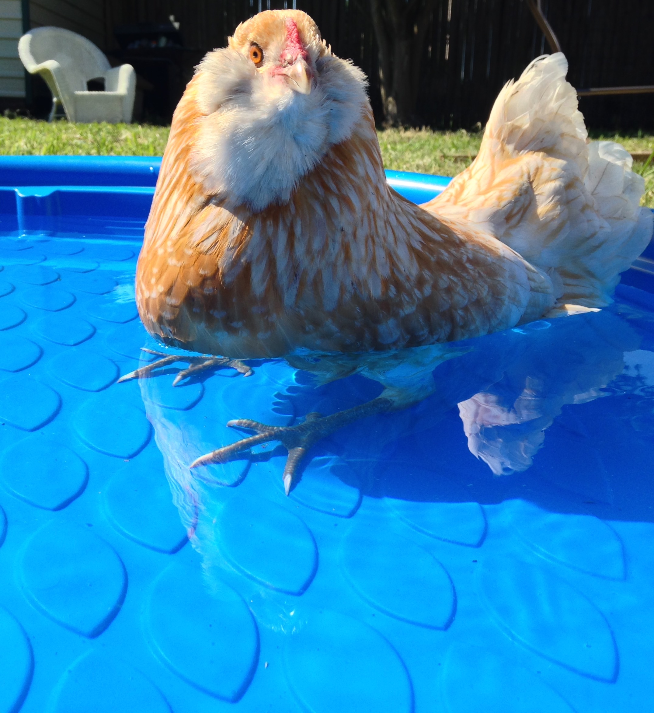 Peggy taking a swim | BackYard Chickens - Learn How to Raise Chickens