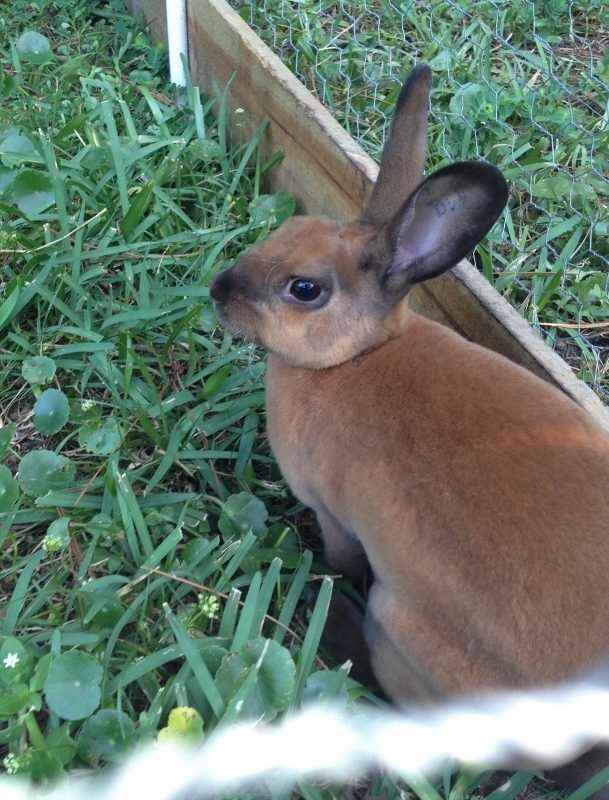 Penny, mini rex doe | BackYard Chickens - Learn How to Raise Chickens