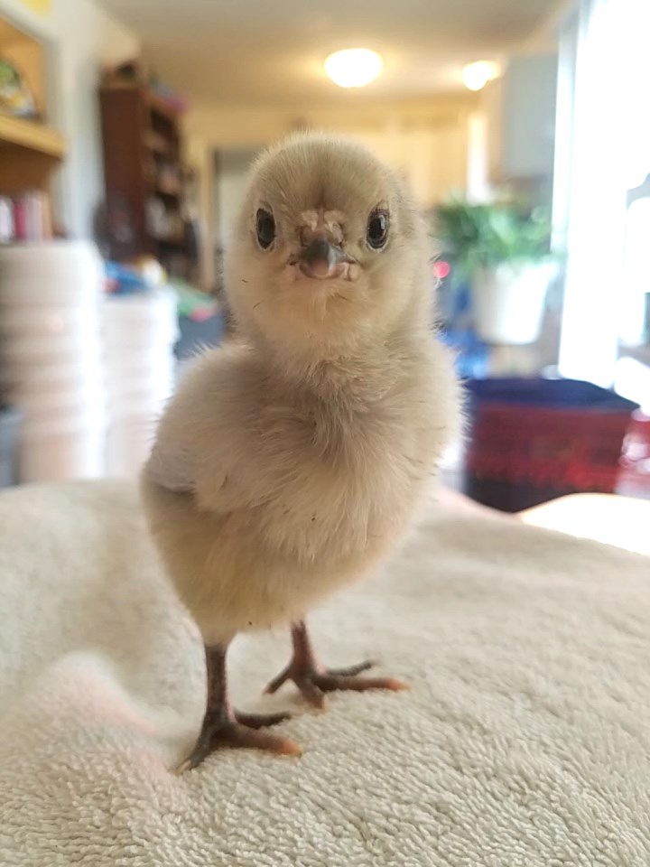 Periwinkle 5 Days | BackYard Chickens - Learn How to Raise Chickens