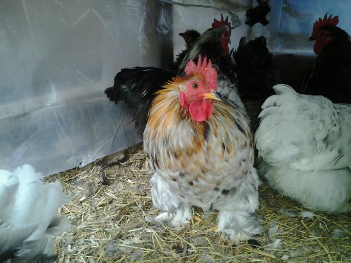 Perkin | BackYard Chickens - Learn How to Raise Chickens