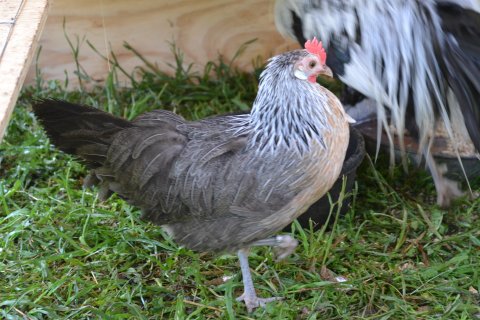Phoenix Hen | BackYard Chickens - Learn How to Raise Chickens
