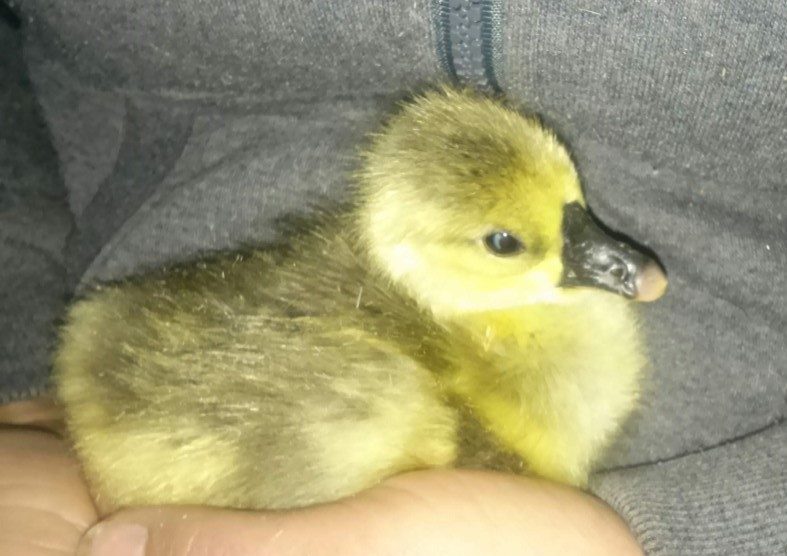 Pied Chinese Gosling | BackYard Chickens - Learn How to Raise Chickens