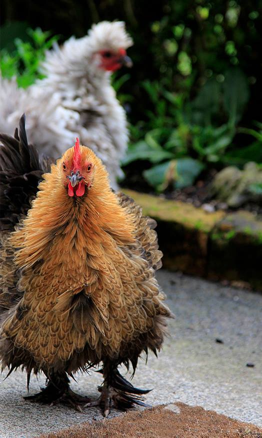 Pinecone | BackYard Chickens - Learn How to Raise Chickens