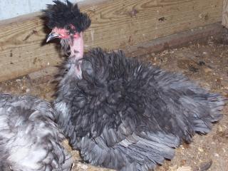 polish turken | BackYard Chickens - Learn How to Raise Chickens