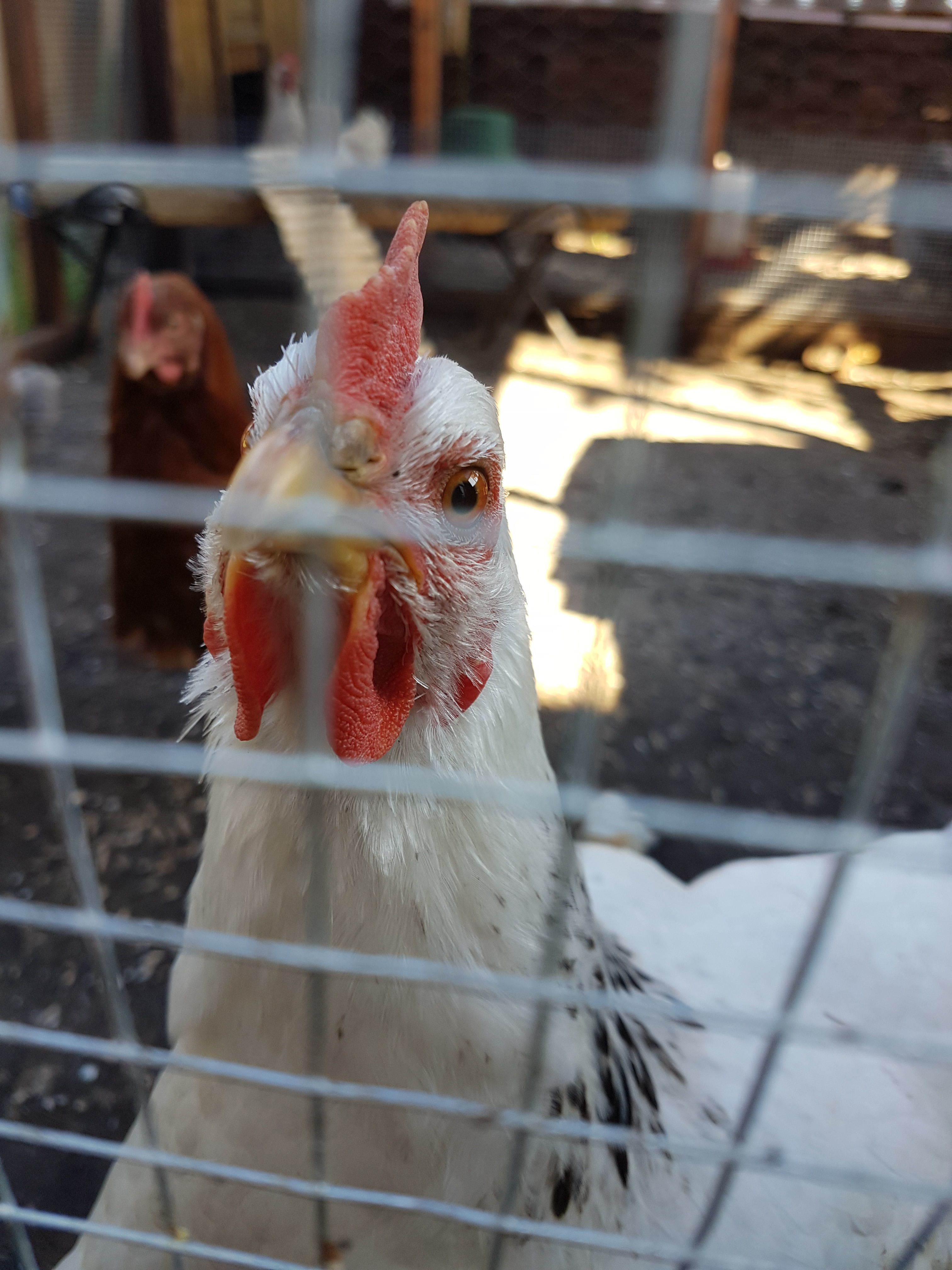 Polly white suffolk | BackYard Chickens - Learn How to Raise Chickens