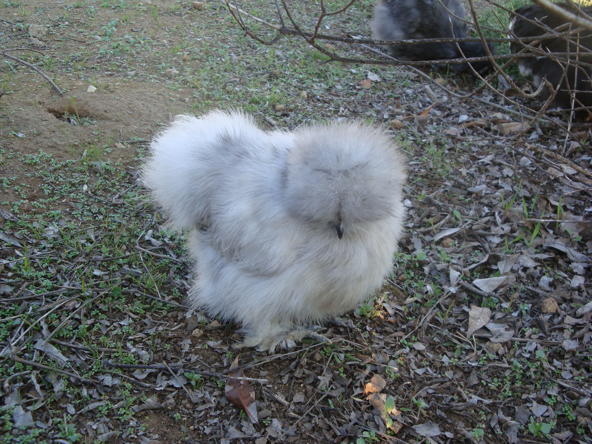 Poodle at 15 weeks, showing off her pouf. | BackYard Chickens - Learn ...
